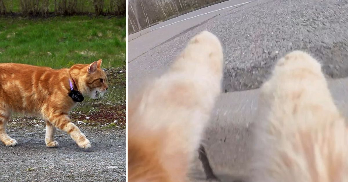 Katt-tv: Se unika bilder från ”Luffar-Lasses” egen kamera | SVT Nyheter