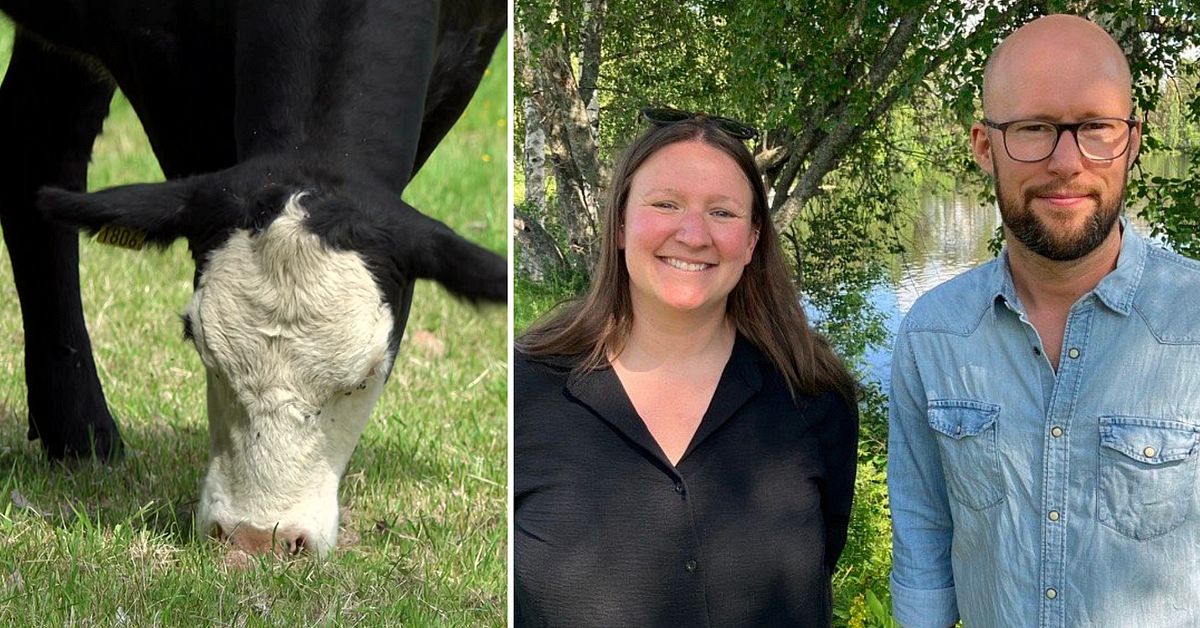 Så ska kommunen stötta matproduktionen i Härjedalen | SVT Nyheter