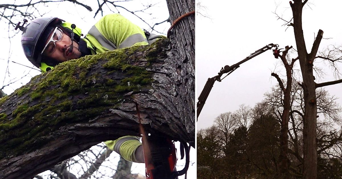 Almsjukan hotar Göteborgs träd – här fälls över 100 almar | SVT Nyheter