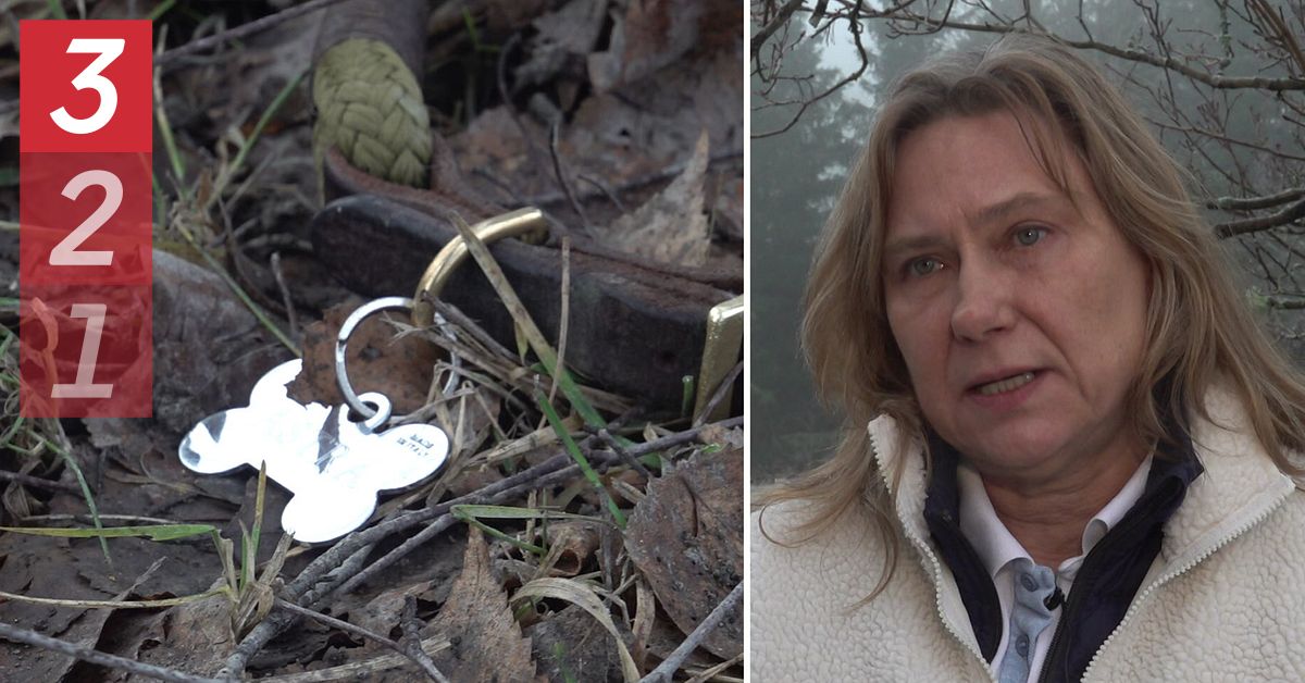 Veterinären Så Ska Bilförare Agera Vid Olycka Med Hund Svt Nyheter