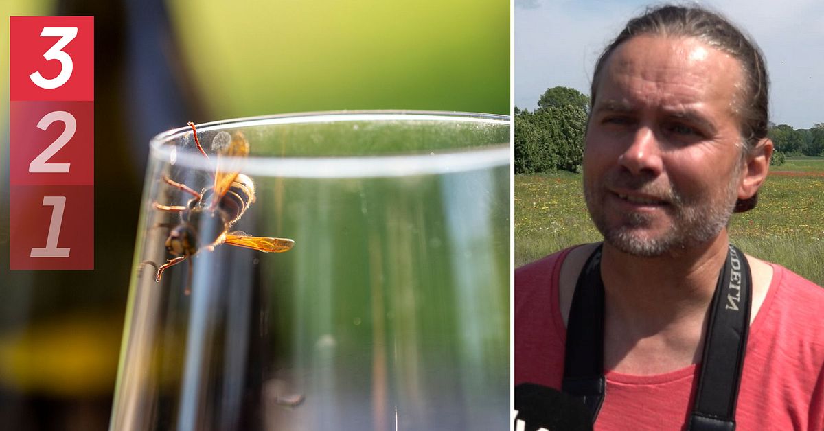 Lista: Expertens tips – så slipper du getingar vid utomhusfikat | SVT ...