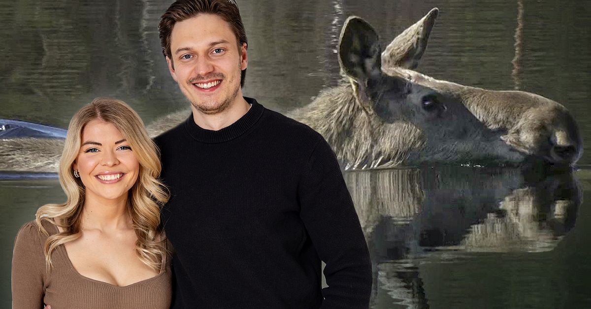 Emil Hansius och Josefine Kitti kommenterar älgvandringen | SVT Nyheter