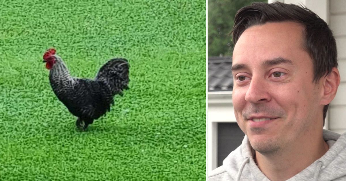 Lös tupp väcker helt kvarter i Luleå – nu kan fågeln avlivas | SVT Nyheter