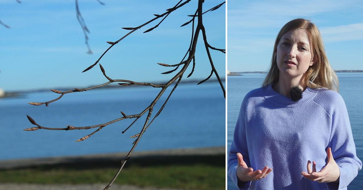 Ångest kring klimatet alltmer vanligt – främst bland unga | SVT Nyheter