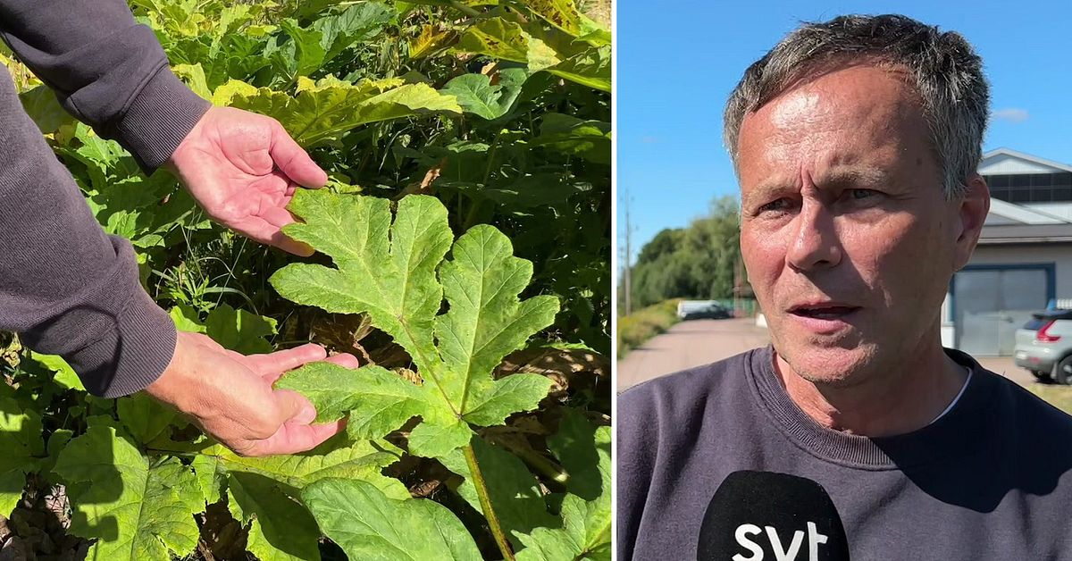 Ny invasiv art hittad i Värmland: ”Skuggar undan all vegetation” | SVT ...