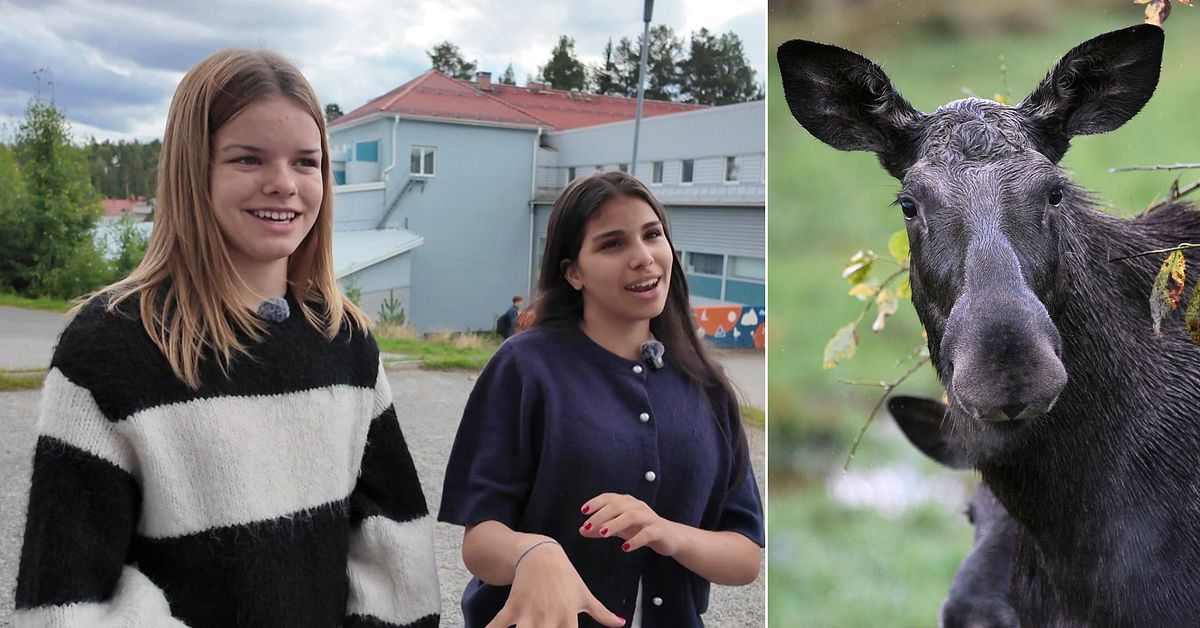 Lycksele köper älgar från höstens jakt som skolmat | SVT Nyheter
