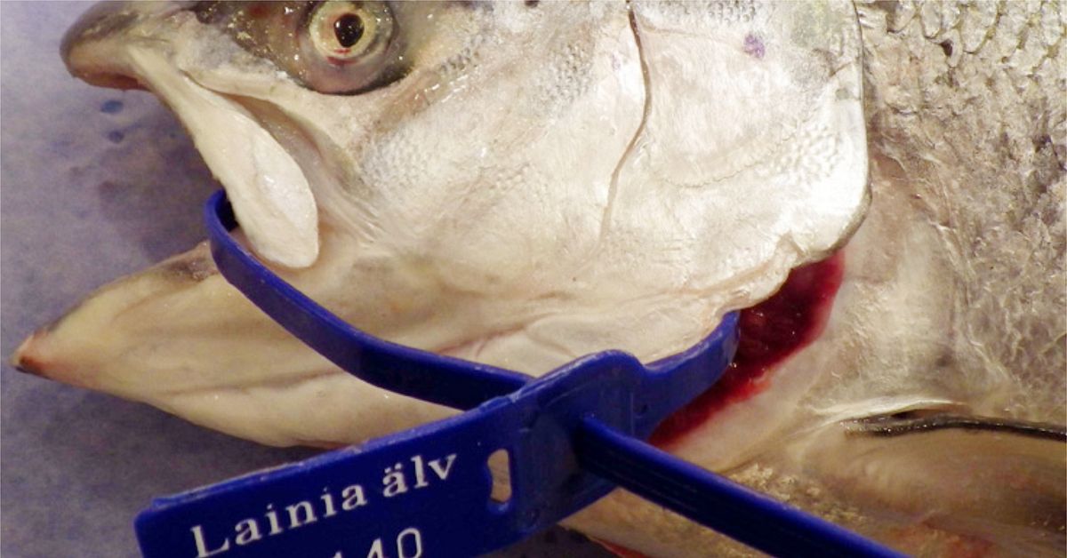 Reglerna skärps – nu får färre fiska lax i Lainioälven | SVT Nyheter