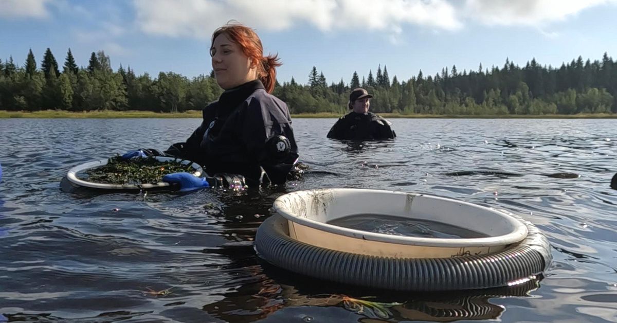 Här testas metoder att döda invasiva vattenpesten utanför Skellefteå ...