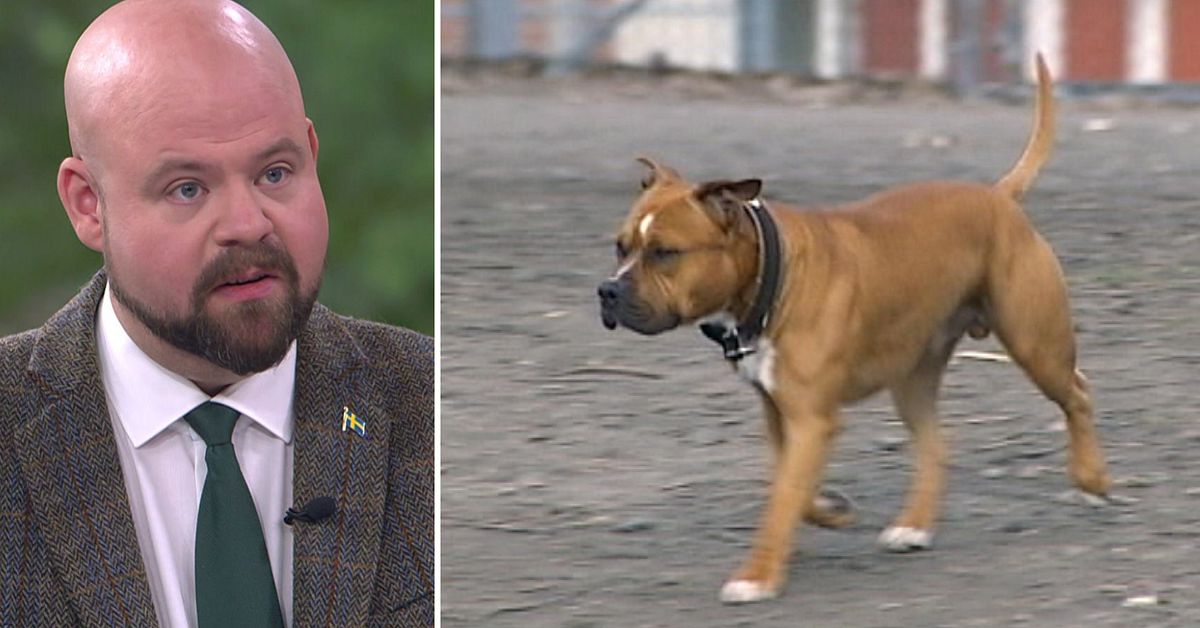 Landsbygdsminister Peter Kullgren om utredningen om farliga hundar: ”Kommer vidta de åtgärder vi ...