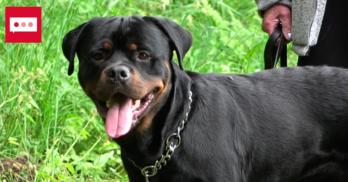 Mentalbeskrivning på hundar | SVT Nyheter