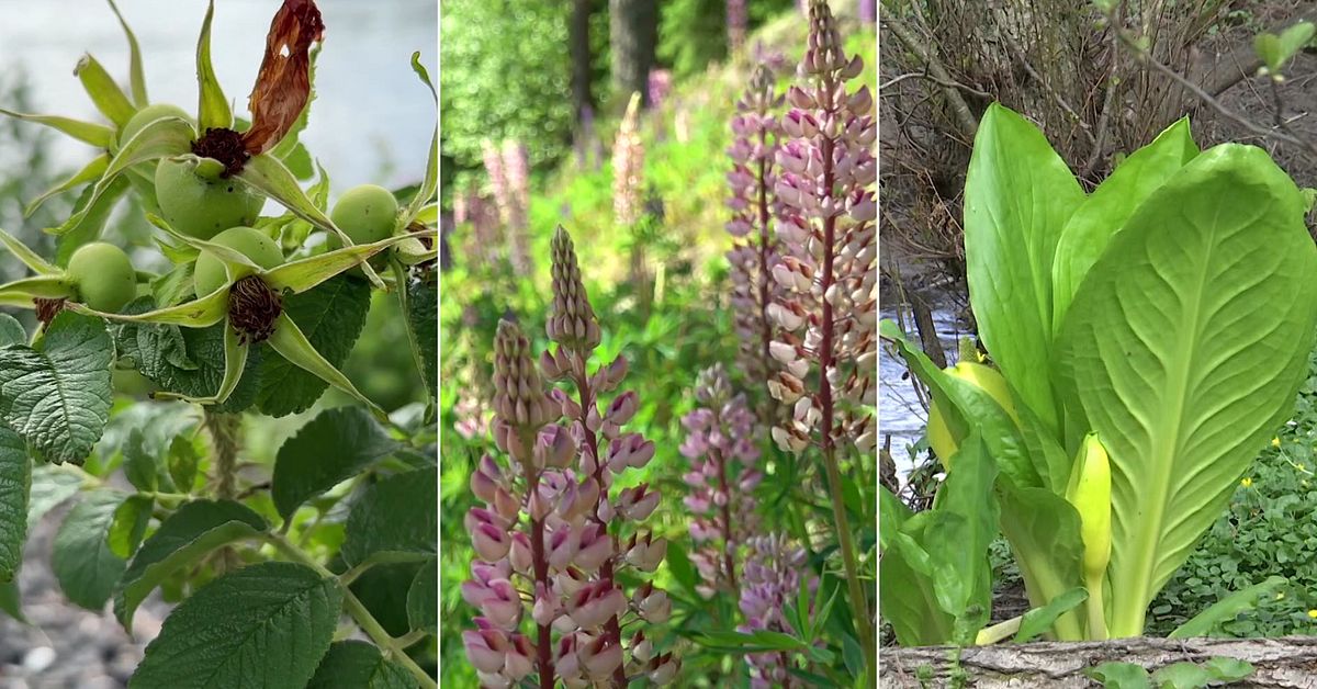 34 nya arter ska utrotas – i dag införs ny nationell förordning | SVT ...
