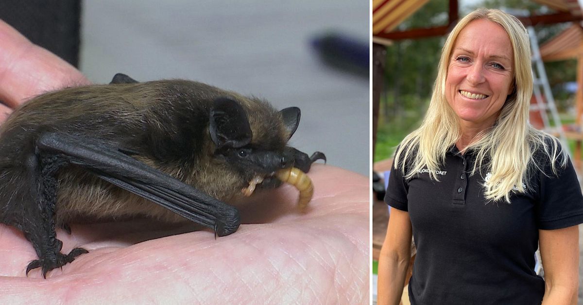 Fladdermöss en hotad art – biolog i Sundsvall undersöker hur ljus och ...