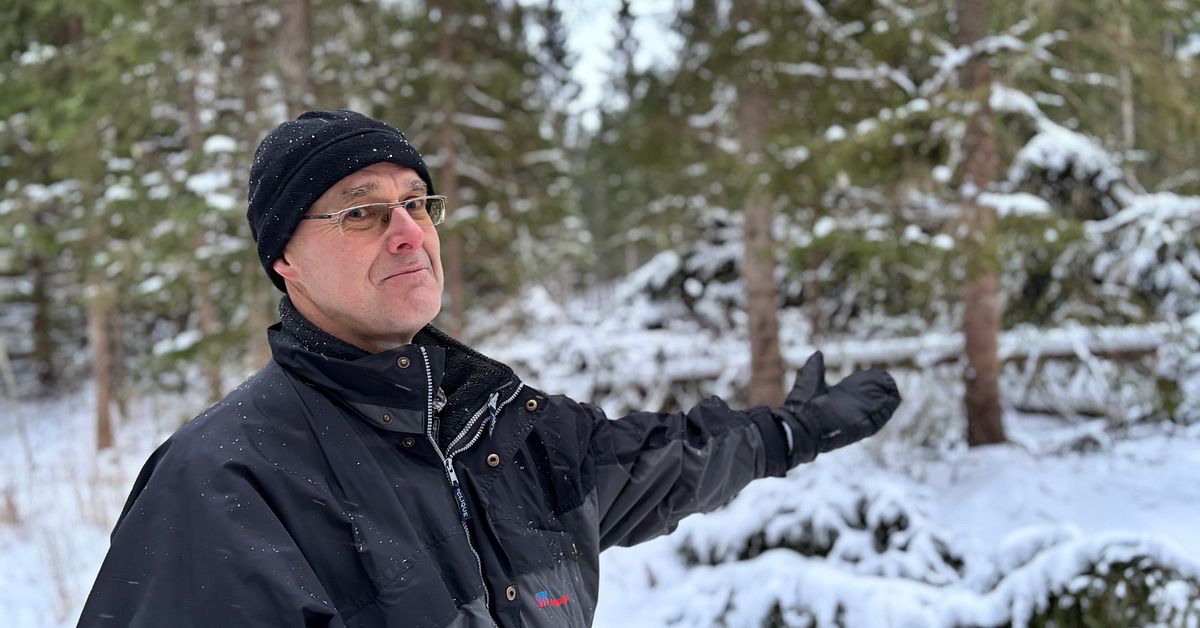 Stormen Johannes har fällt miljoner träd – skogsägare i Västernorrland ...