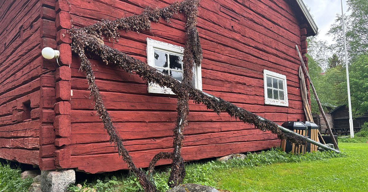 Ingen dans kring stången på hembygdsgården i Åre i år heller | SVT Nyheter