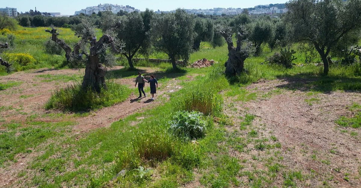 Olivträden dör i Italien – nu växer oron för Xylella i Sverige | SVT ...