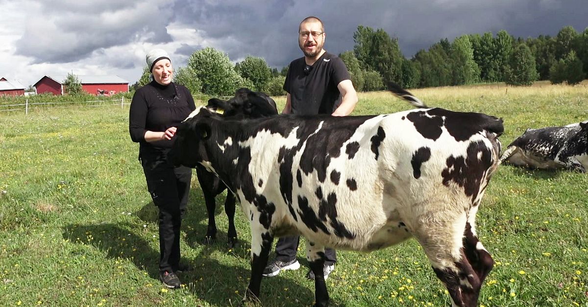 Anna och Mustafa i Smedsbyn satsar på ett liv i frihet | SVT Nyheter