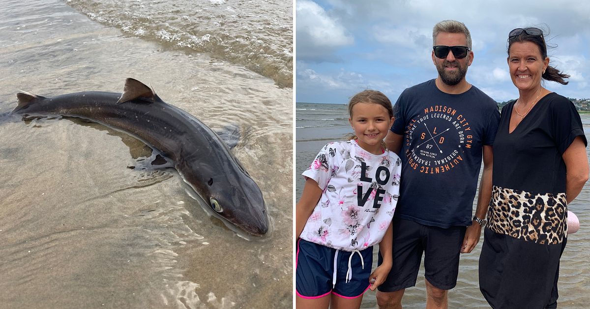 Familjen Pernbrant räddade strandad haj i Haverdal | SVT Nyheter
