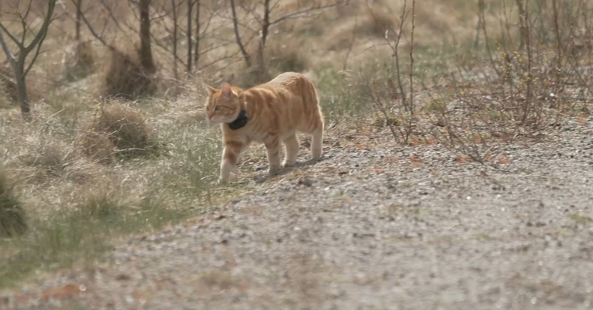 ”Luffar-Lasse” får egen show på SVT – följ med bakom kulisserna på ...