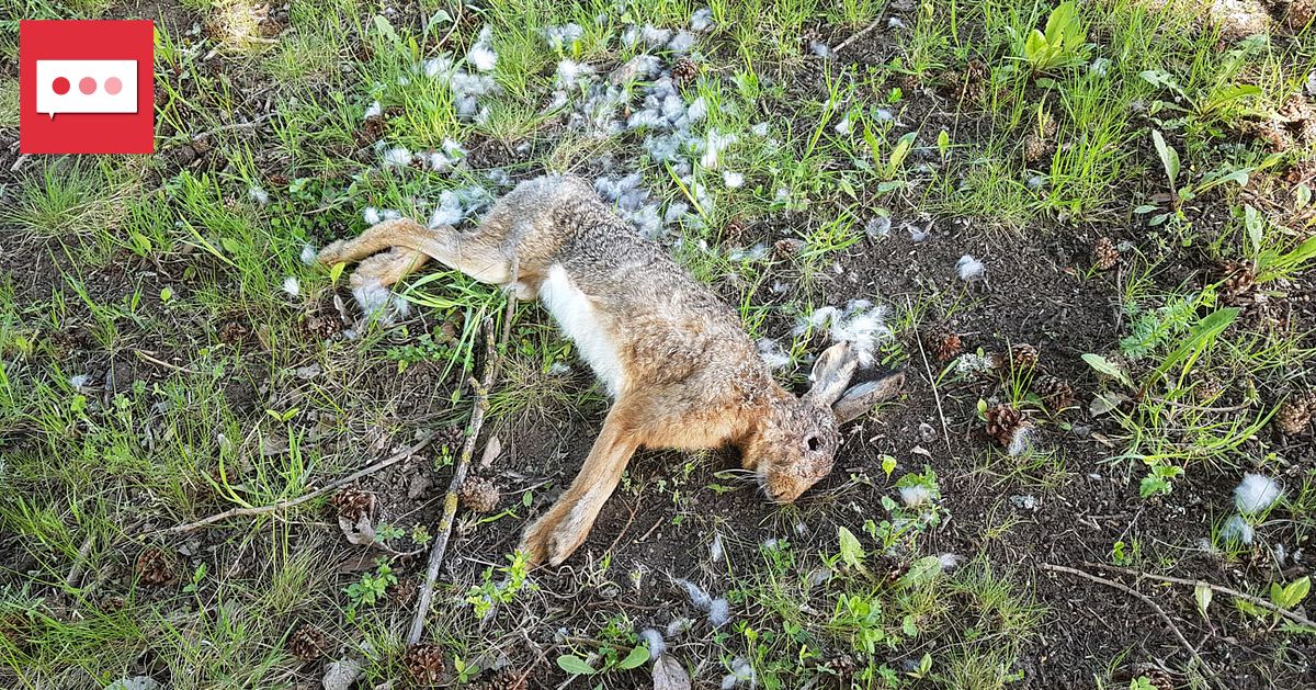 Harpest i Nykvarn – forskaren: ”Därför kommer det bli vanligare” | SVT ...