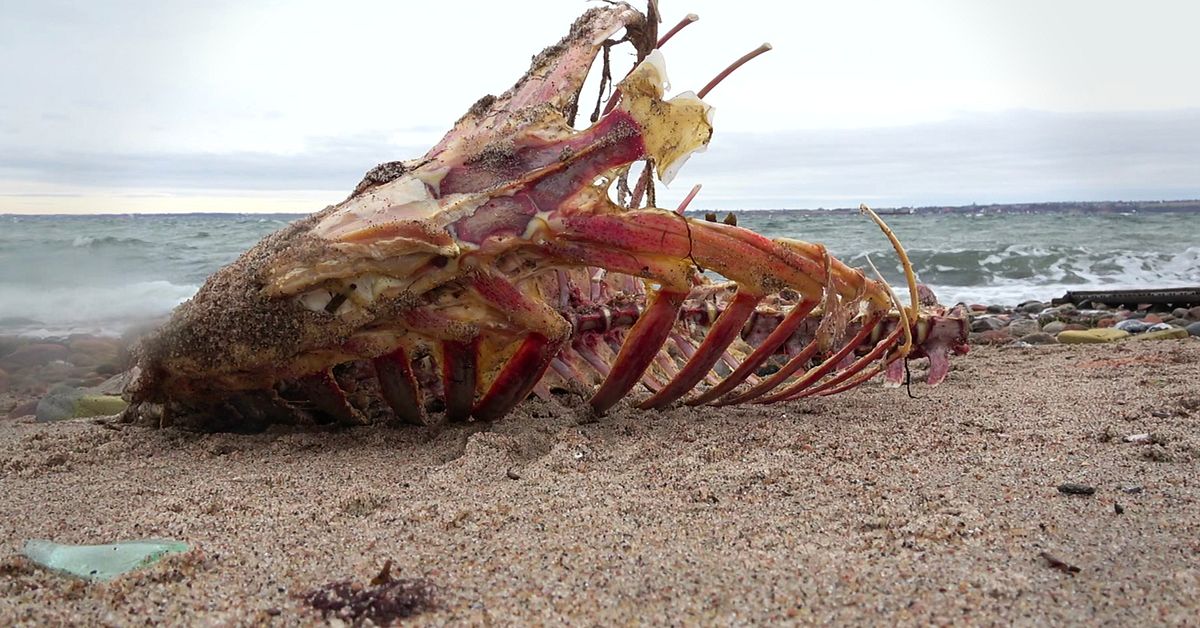 Mysteriet på Ven – kadaver och slaktrester på stranden | SVT Nyheter