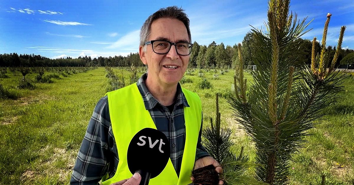 Framtidens snabbväxande tallar – ska stå pall för klimatförändringarna ...