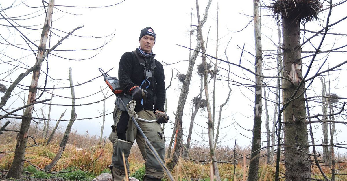 Han söker bevis på skarvens aptit – i bajset | SVT Nyheter