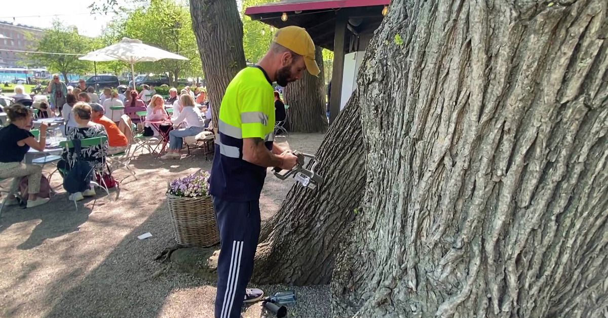Kungsträdgårdens almar riskerar sjukdom – nu vaccineras träden | SVT ...