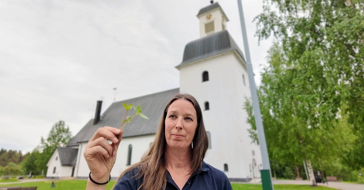 Främmande växt täcker mark vid Kusmarks kyrka – bekämpning ökar risk ...