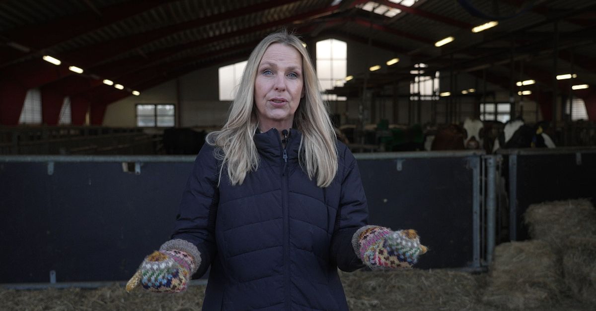 Följ med på jakt efter Sveriges mest klimatsmarta ko | SVT Nyheter
