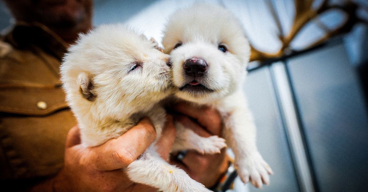 Utdöda jättevargen känd från Game of Thrones påstås ha återskapats ...