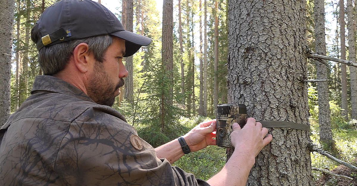 Jägareförbundet testar ny metod att inventera klövvilt – med kameror ...