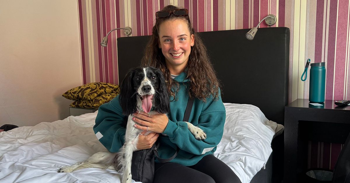 Nu tar hundarna över hotellen i Kalmar – över 500 ekipage tävlar i Agility-VM | SVT Nyheter