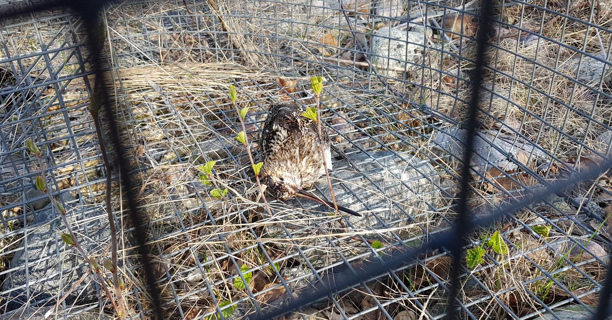 Fåglar dog i mjärdar i Kalix: ”En dödsfälla” | SVT Nyheter
