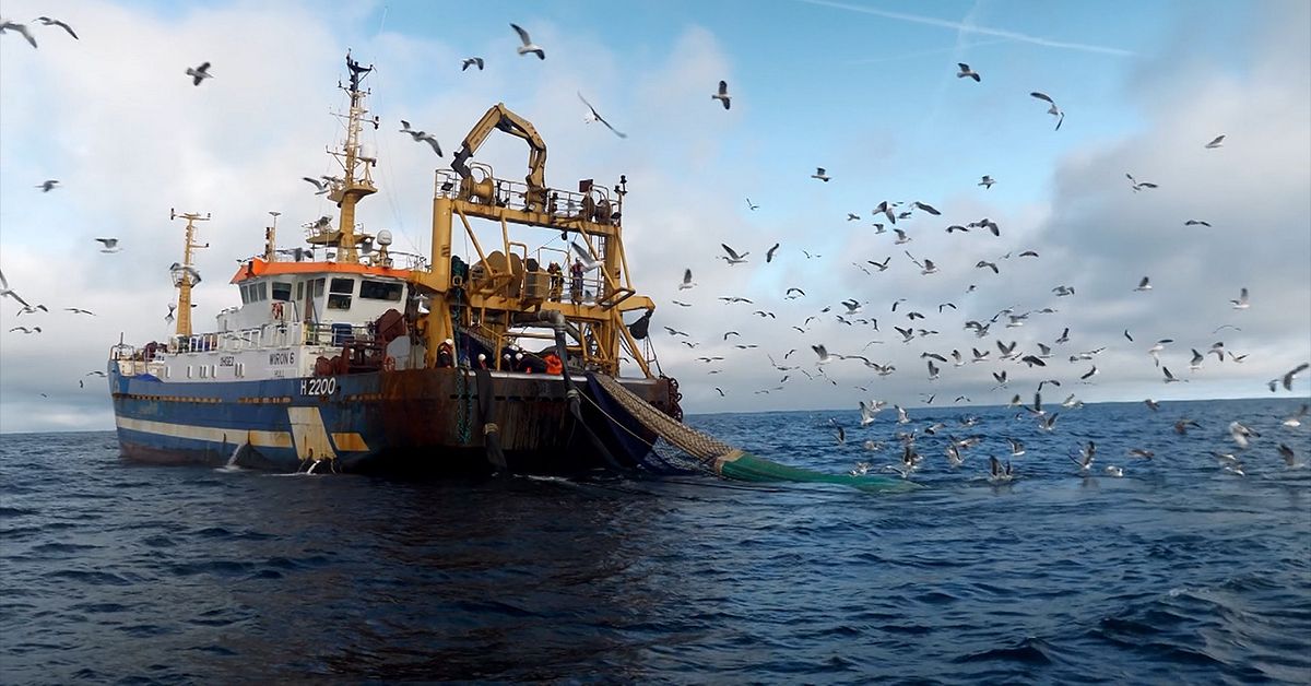 Forskare kritiska till ökat sillfiske: ”Snudd på dårskap” | SVT Nyheter