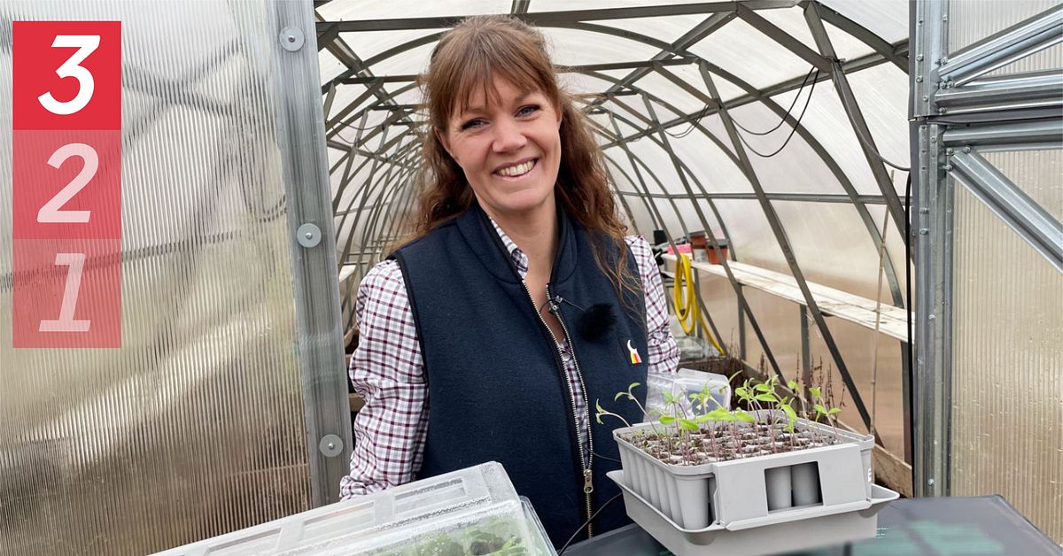 Så lyckas du med att odla tomater – trädgårdsmästaren tipsar | SVT Nyheter
