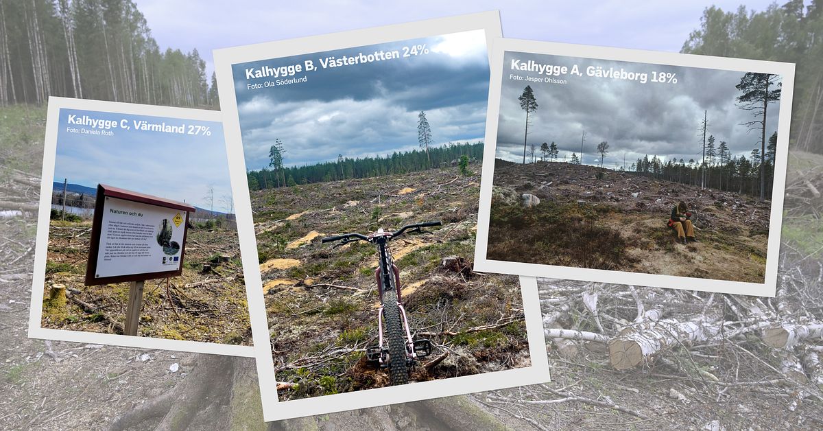 Här är Sveriges fulaste kalhygge – Sunne kommun: ”Känns lite pinsamt ...