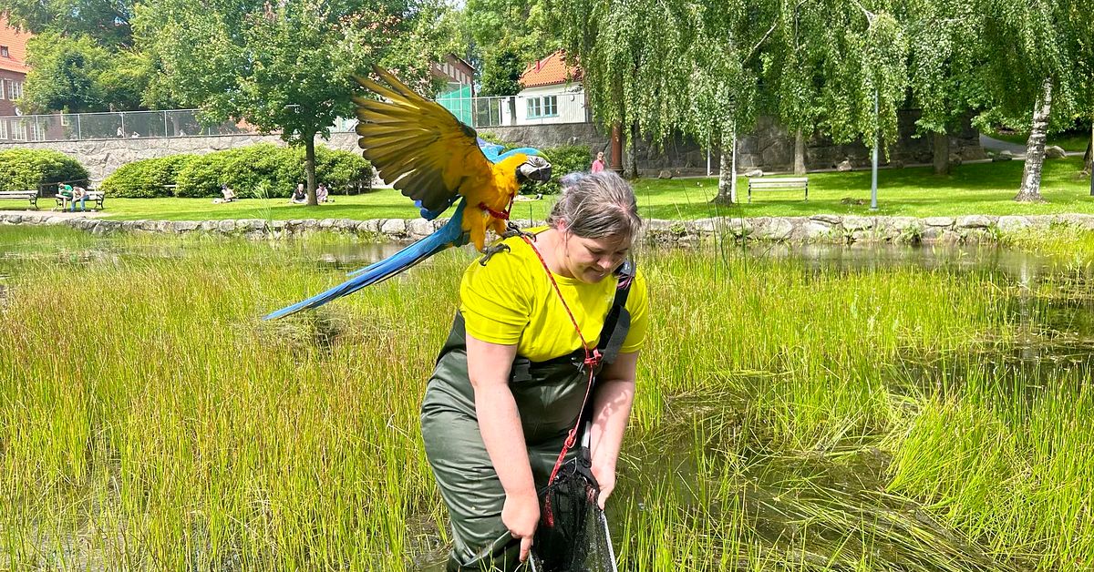 Här räddar Cheyenne och papegojan hundratals guldfiskar i dammen på ...
