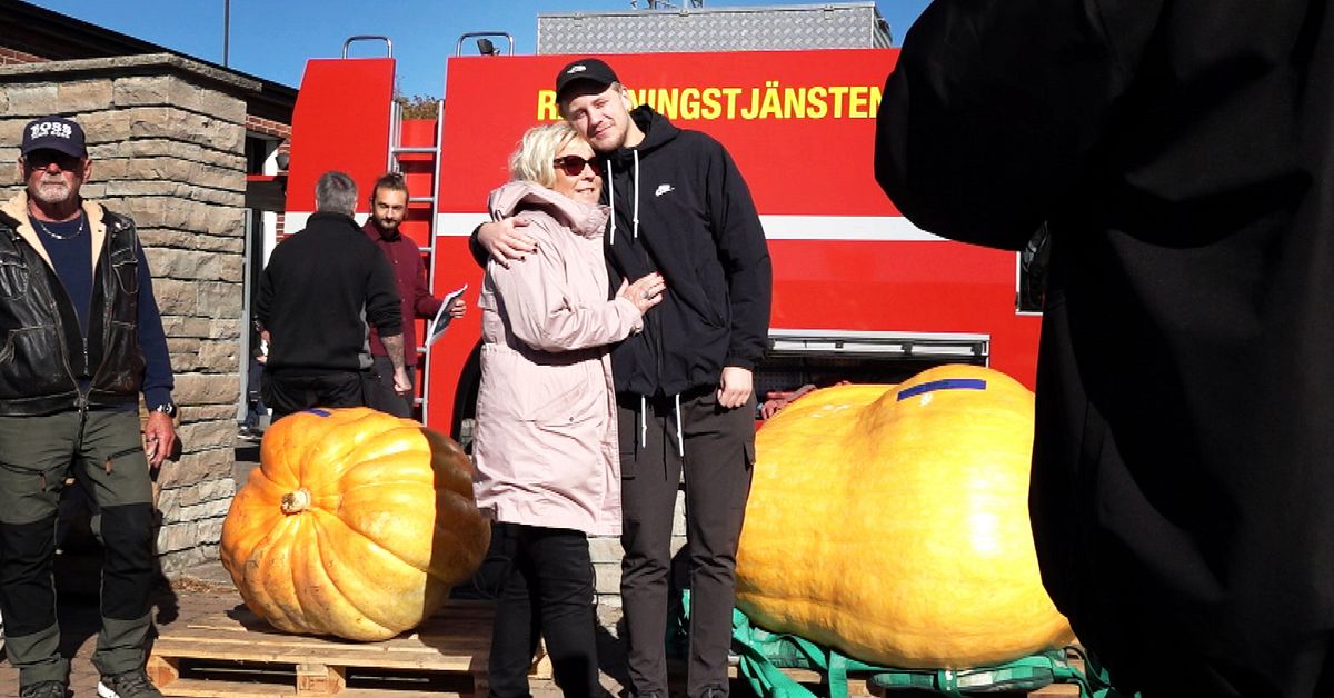 Här koras den största pumpan – väger över 400 kilo | SVT Nyheter