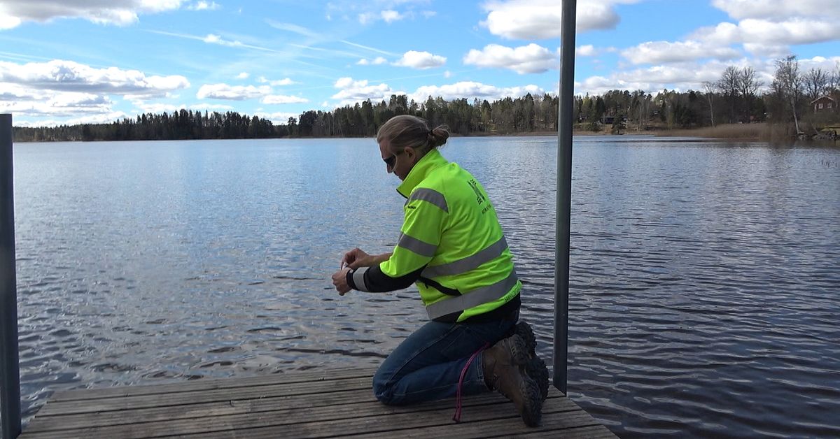 48 ton vitfisk ska bort från Ensjön i Norrköping | SVT Nyheter