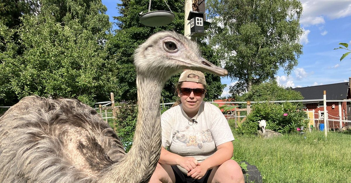 Isa i Sala tar sin struts på promenad: ”Är hellre med mina fåglar än ...