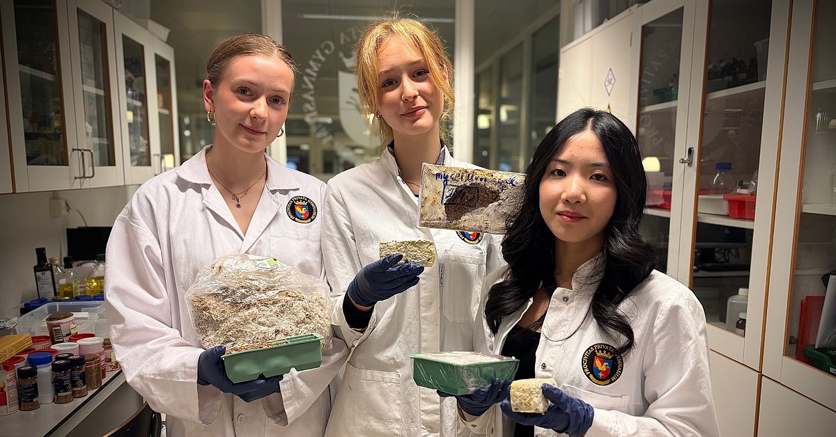 Här testar elever svamp som betong – är finalister i forsknings-SM ...