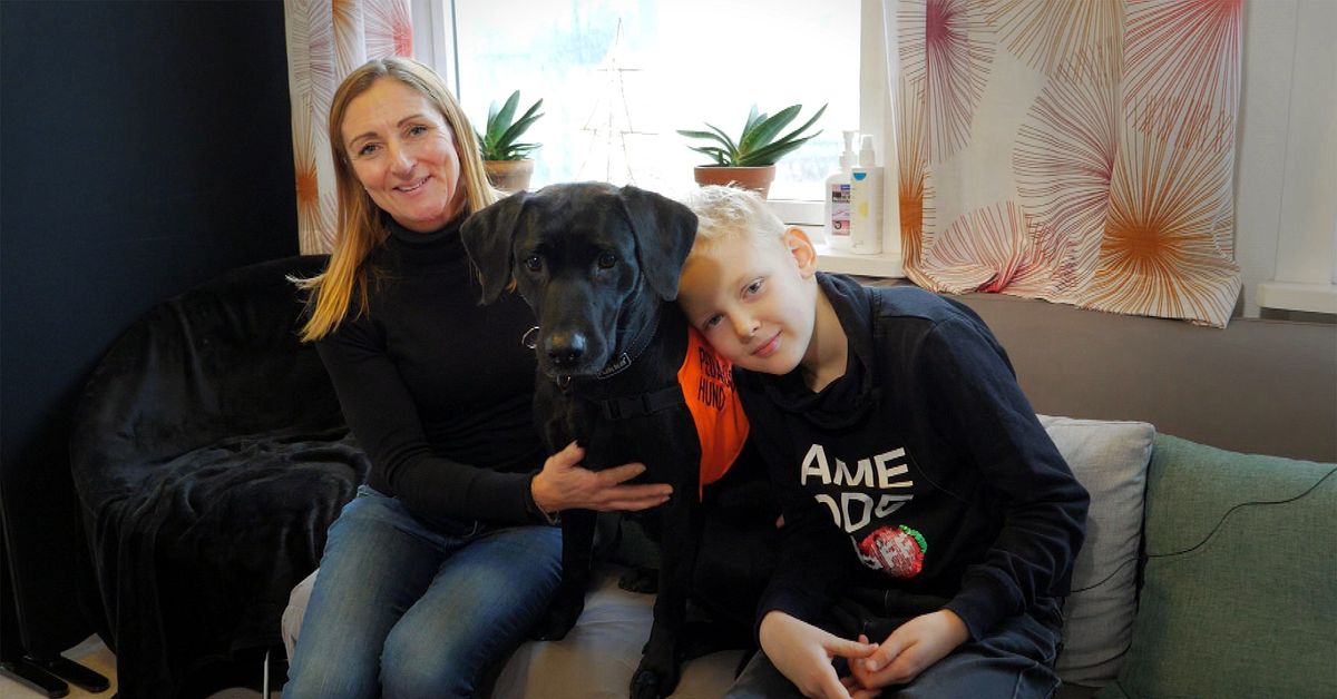 Labradoren Amie hjälper elever i Fristad med matematik | SVT Nyheter