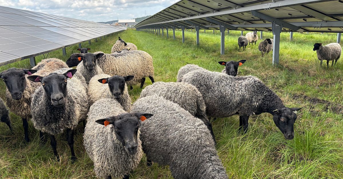 Får får energi i solcellspark i Göteborg | SVT Nyheter