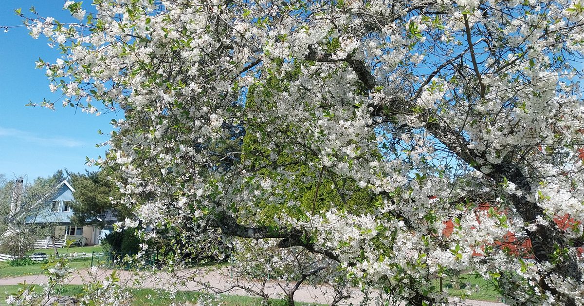 Tittarbilder maj 2024 – skicka din bild till SVT Väder | SVT Nyheter