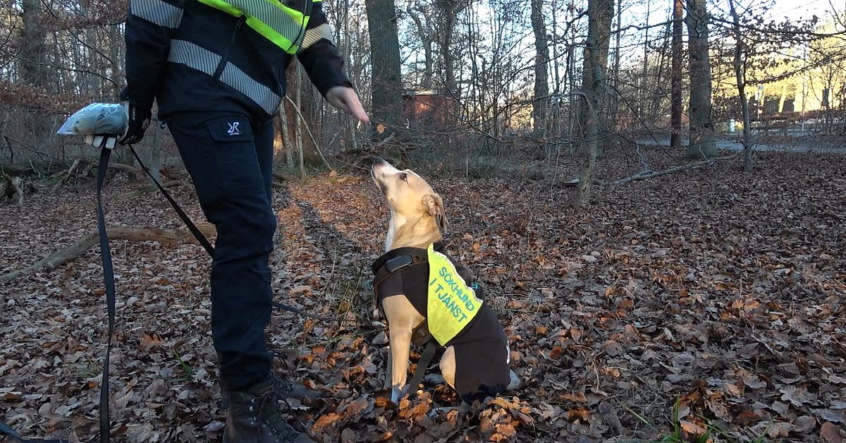 De hittar hundar som skräms av nyårssmällarna | SVT Nyheter