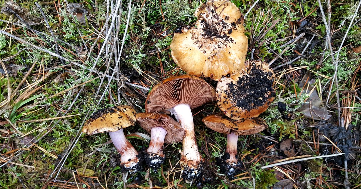 Unik svamp hittad på Gotland: ”En drömart” | SVT Nyheter