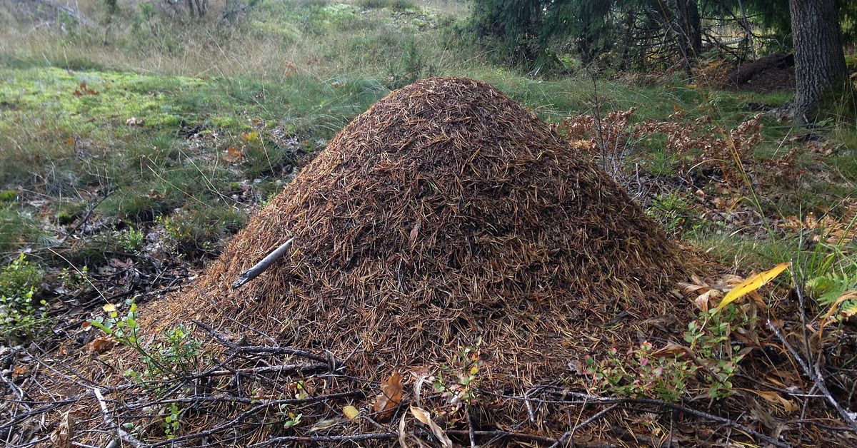 Så undviker du myror i hemmet under sommaren | SVT Nyheter