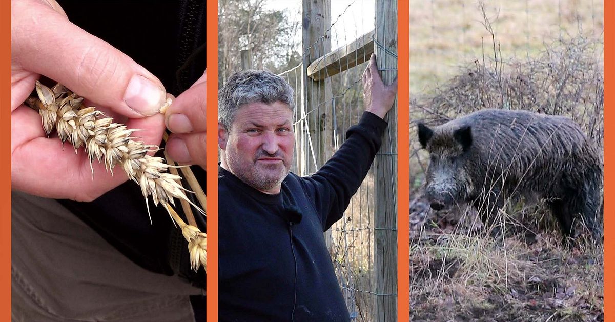 Så fördubblade Anders Norlén från Stallarholmen sin skörd | SVT Nyheter