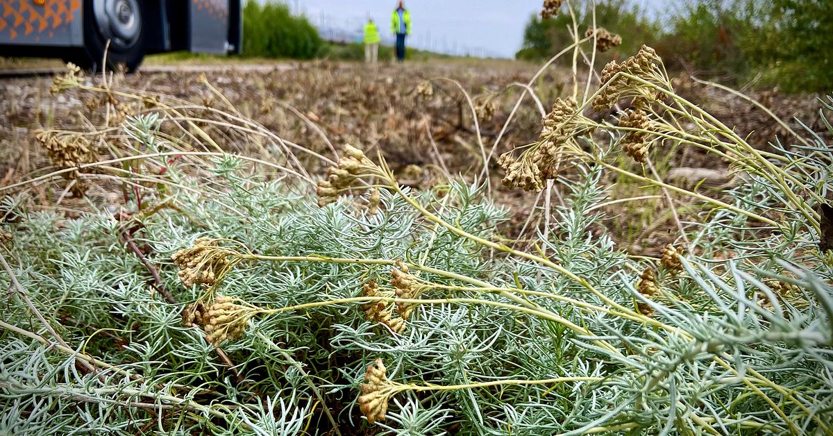 Sällsynta växter frodas på Pepparholm – dubbelt så många nya arter ...