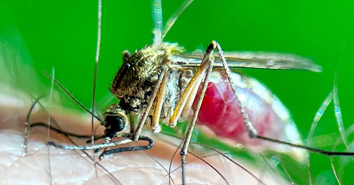 Ovanligt lite mygg i sommar | SVT Nyheter